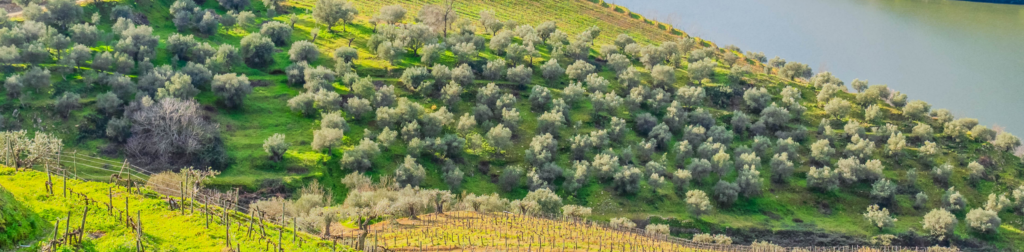 Mountain wines: Journey into the heart of high-altitude vineyards ...